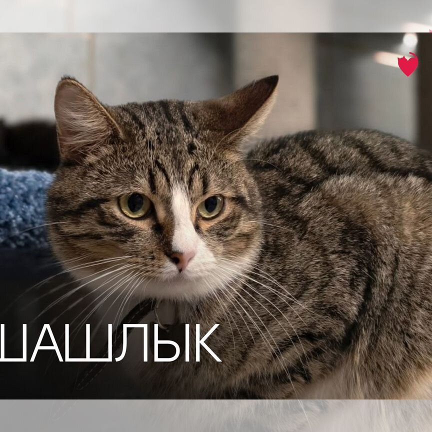 Взрослый кот из приюта