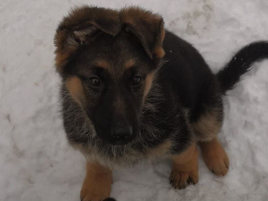 Щенки немецкой овчарки