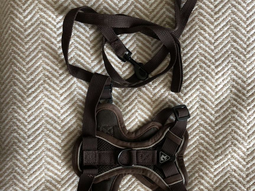 Шлейка для собаки и кофта