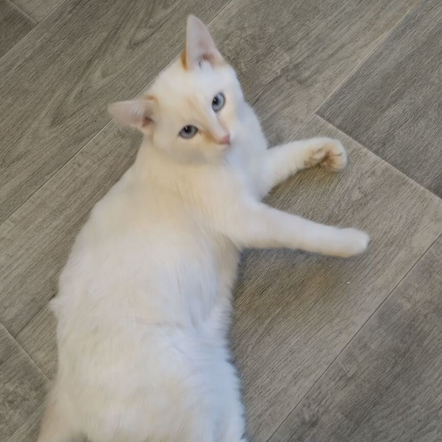 Котик в добрые руки