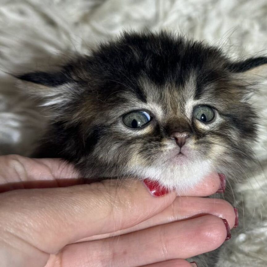 Котята в добрые руки бесплатно