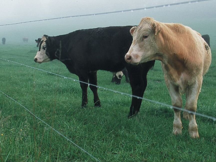 Электропастух для крс и овец