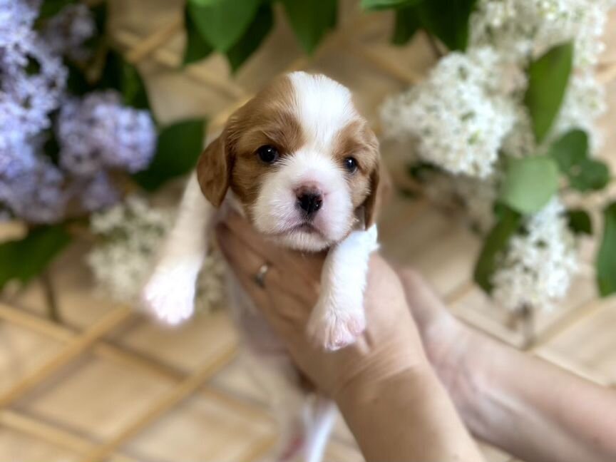 Кукольные кавалерчики