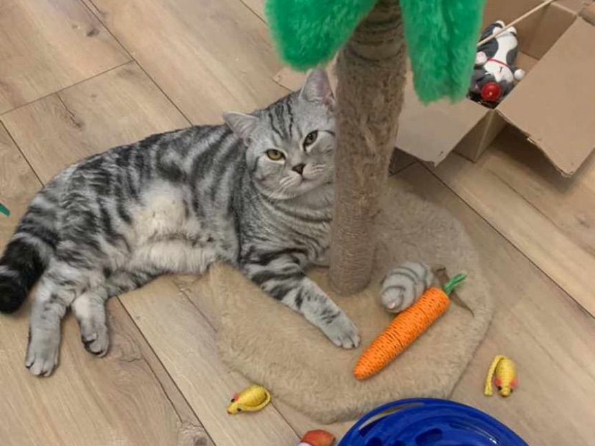 Случка кота