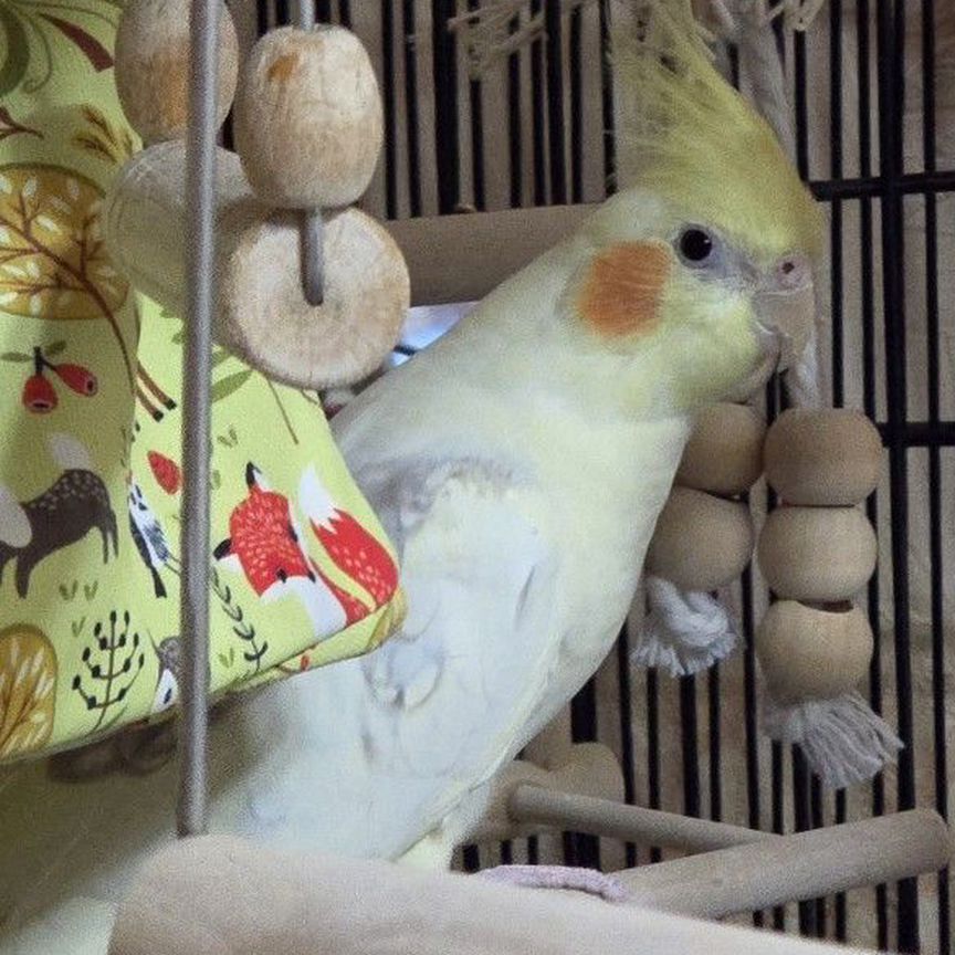 Попугай корелла мальчик