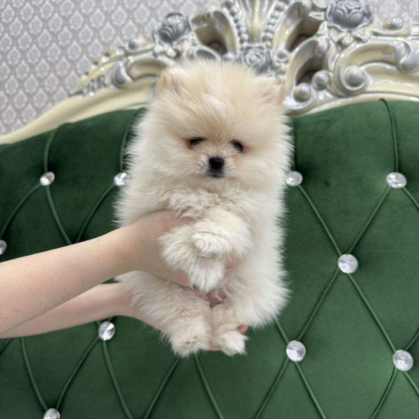 Щенок померанского шпица