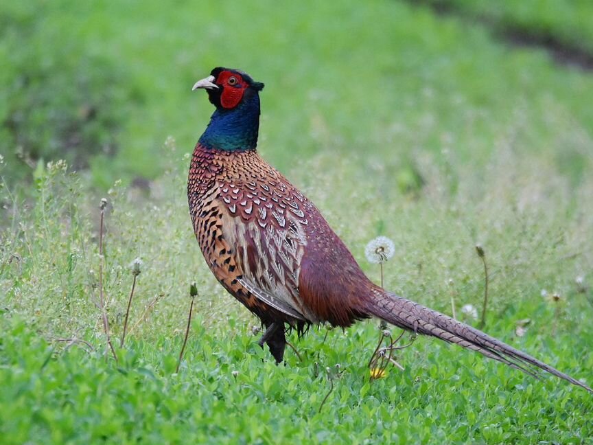 Фазаны и курочки кавказские