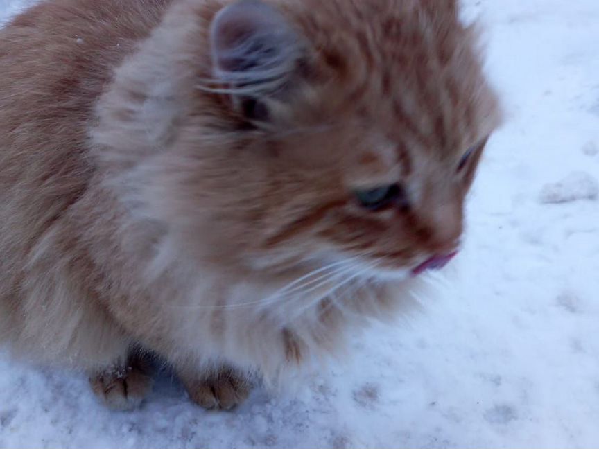 Котик пушистик