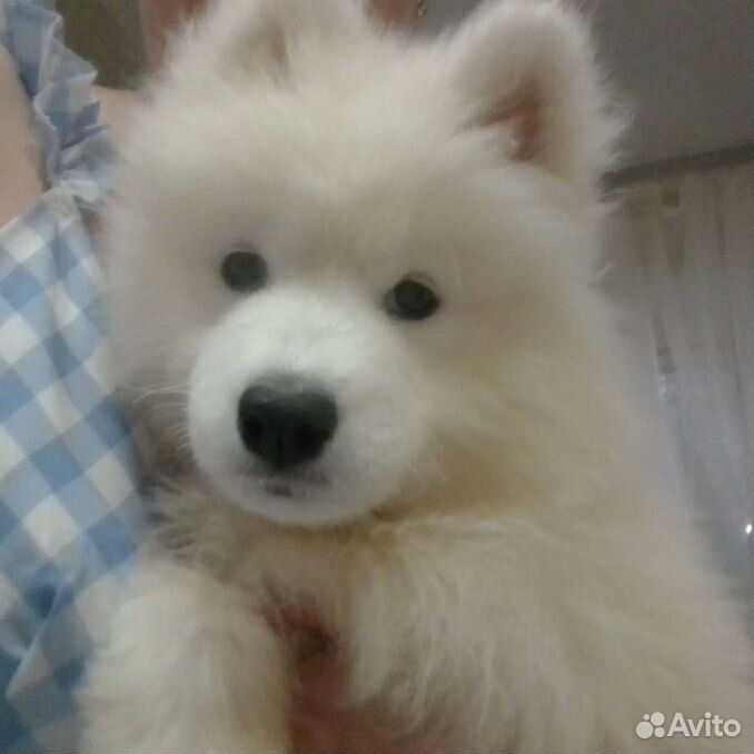 Щенок самоеда РКФ