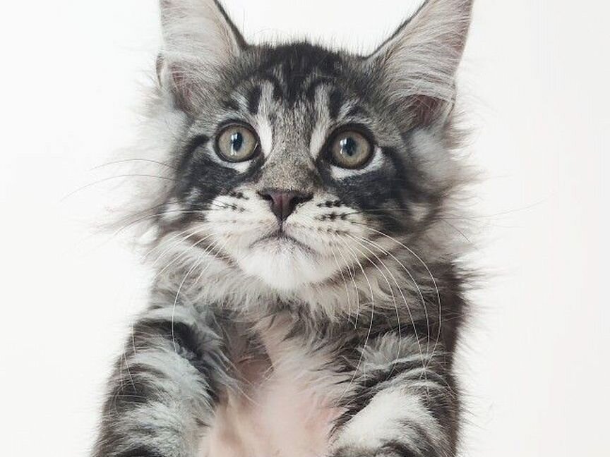 Мейн-кун мальчик