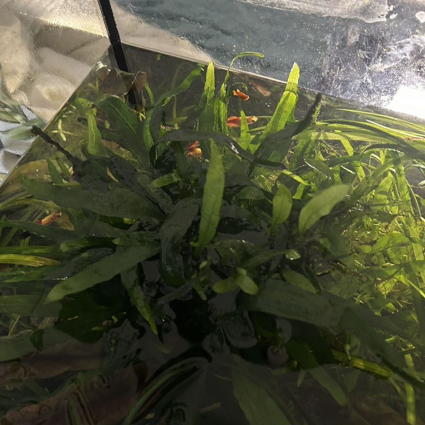 Растения для аквариума