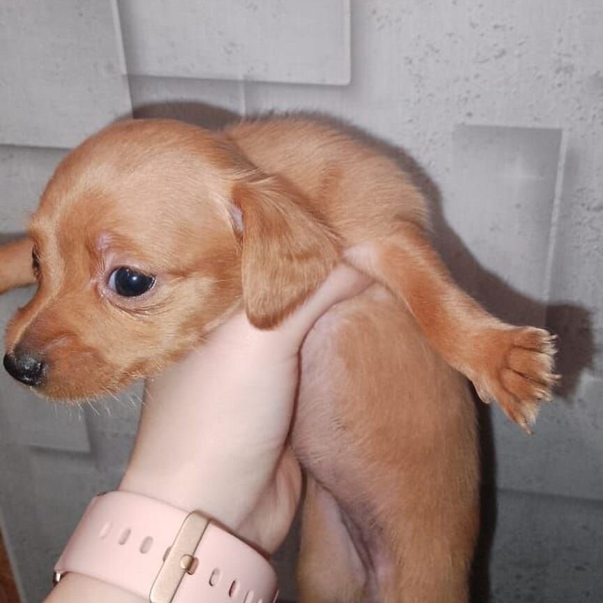 Русский той-терьер, щенок