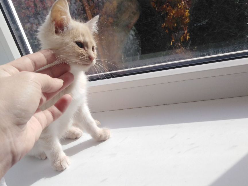 Котенок персиковый окрас