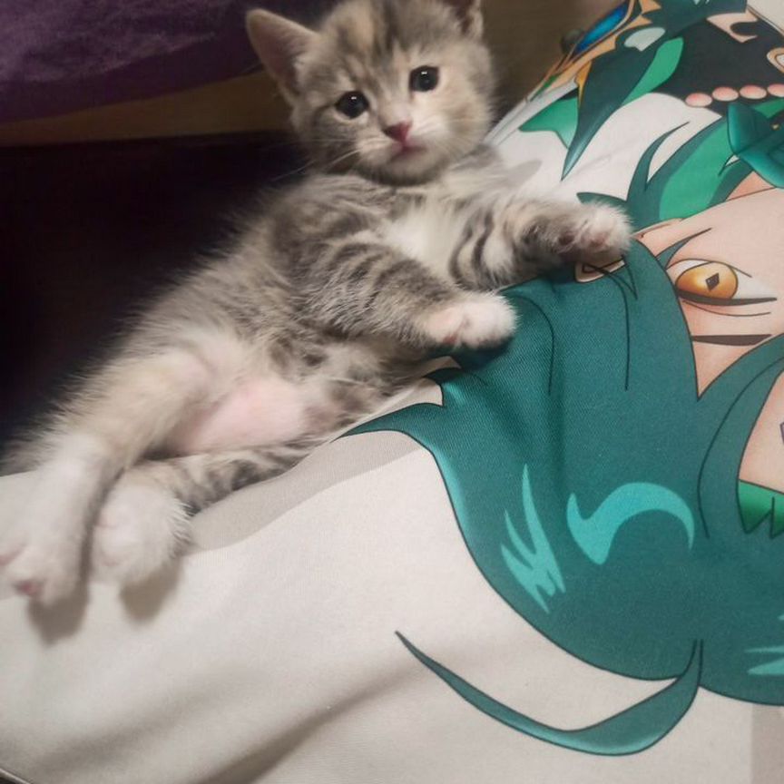 Котята от Бенгала