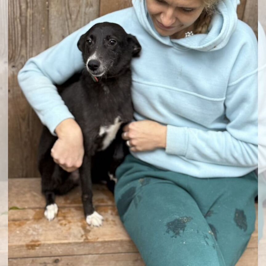 Взрослая собака в добрые руки