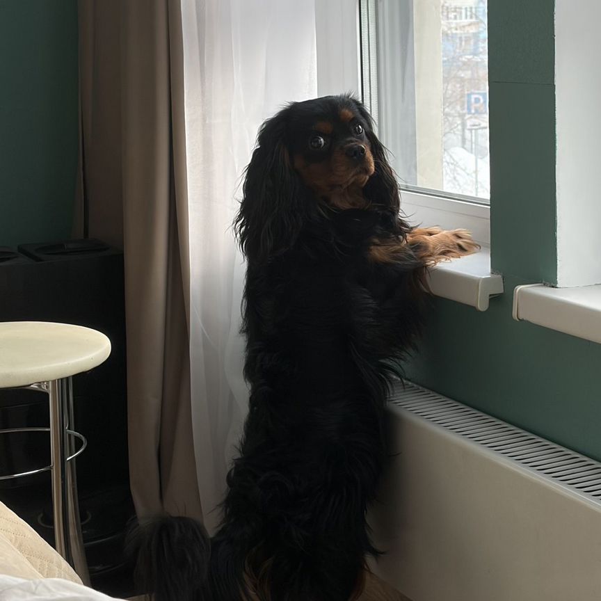 Кавалер кинг-чарльз-спаниель, взрослый пёс