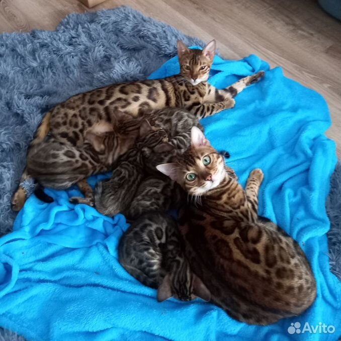 Бенгальские котята 2 мес