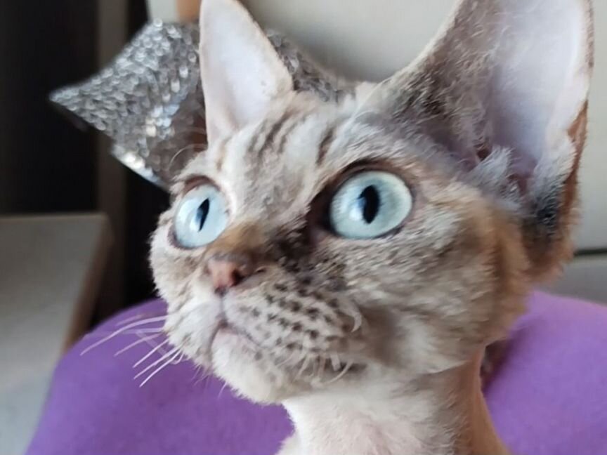 Котята девон-рекс