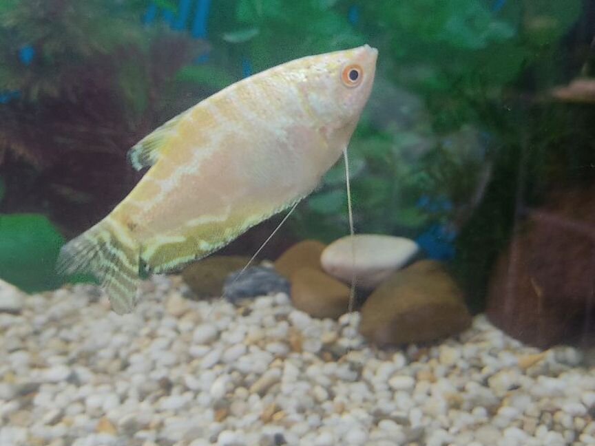 Рыба Гурами