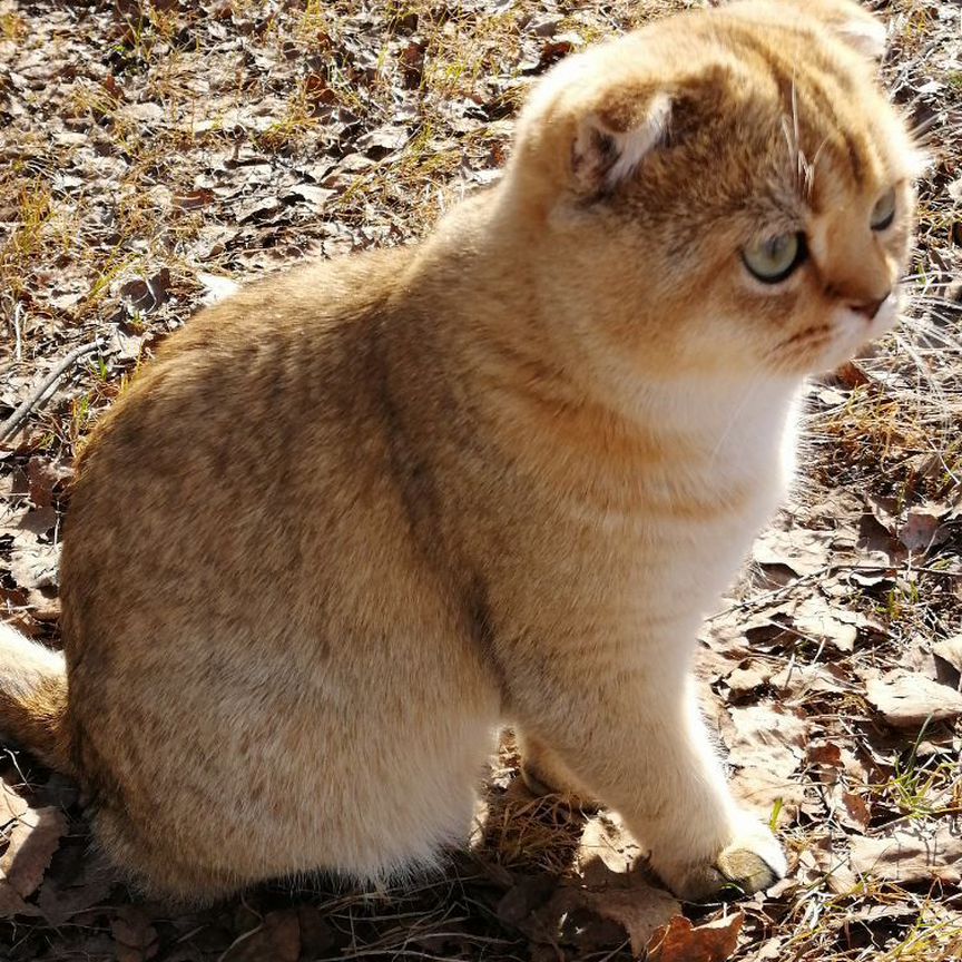 Продаю шотландский котик золотая шиншила