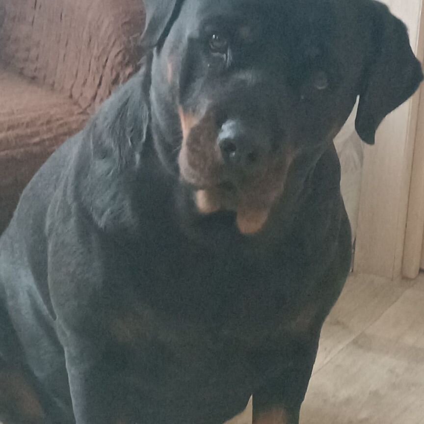 Ищу жениха Ротвейлера