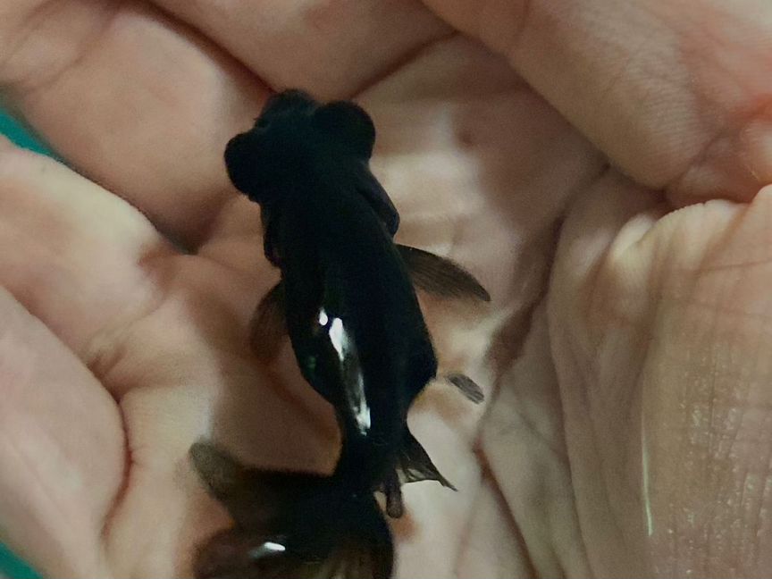 Золотые рыбки шубункин и телескоп