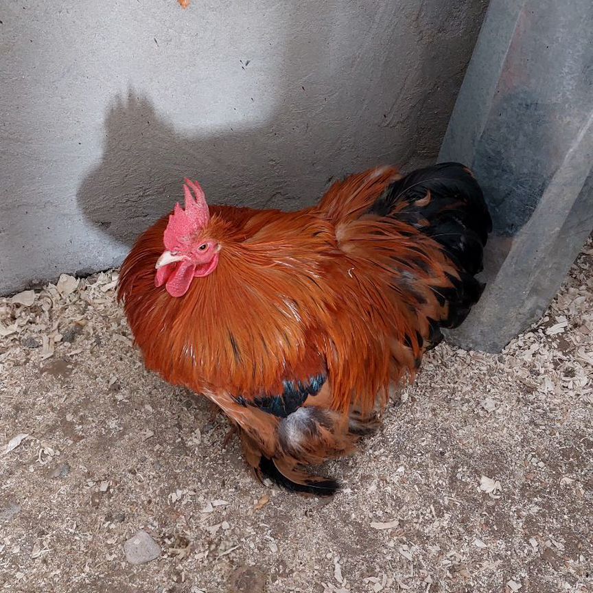 Молодые петухи