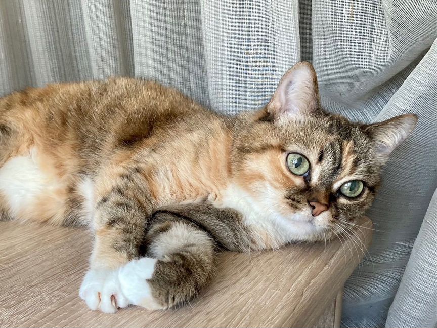 Кошечка Ляся в добрые руки