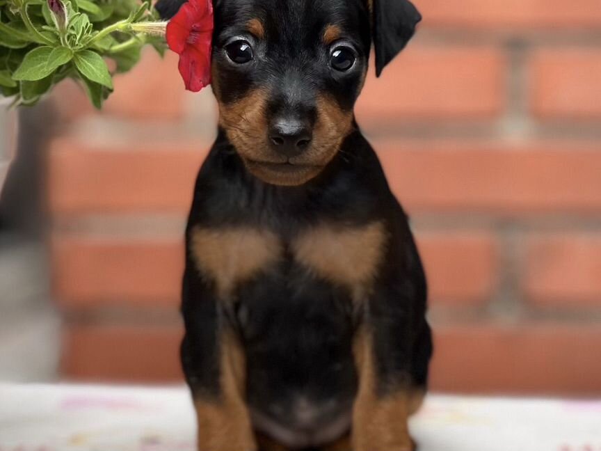 Красивая девочка (полный пакет документов РКФ)