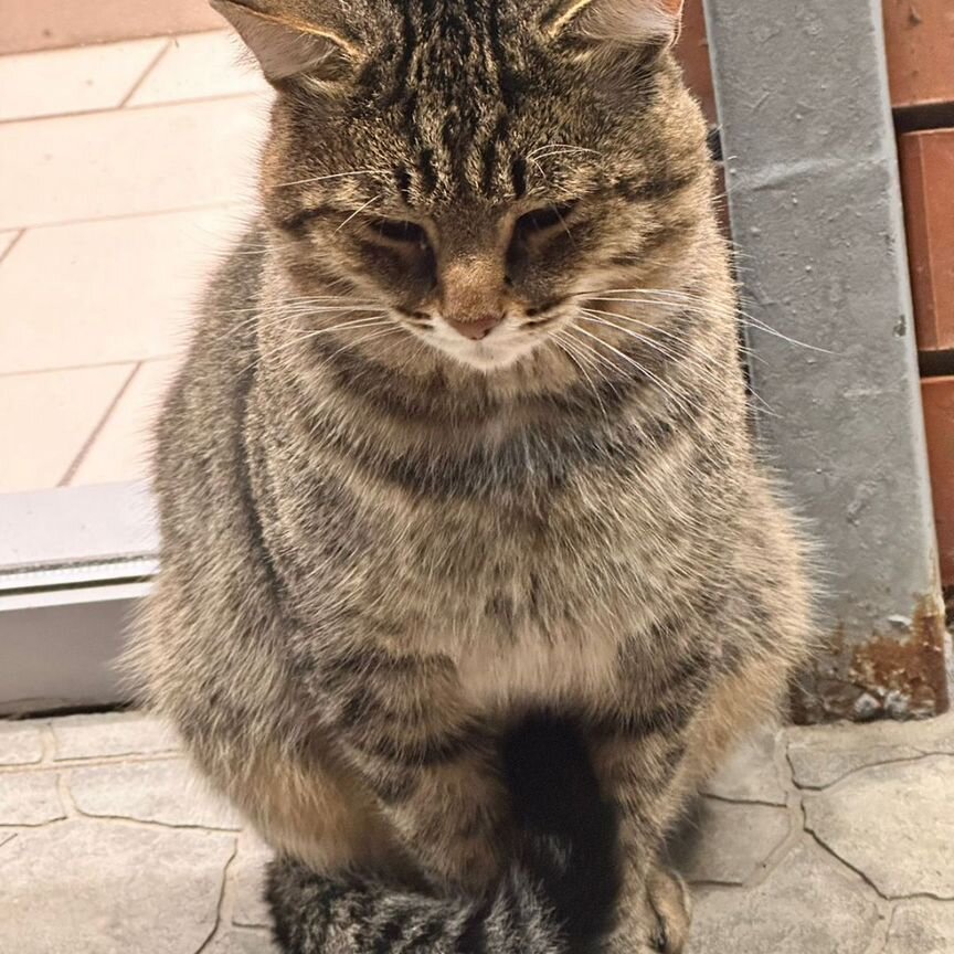 Кот в добрые руки