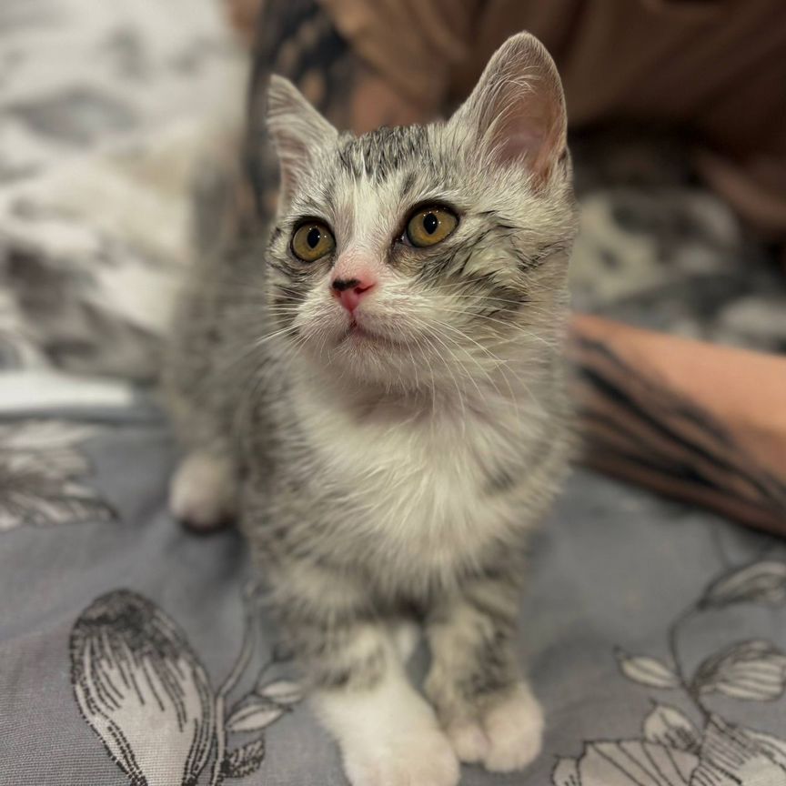 Шотландский прямоухий короткошёрстный котёнок