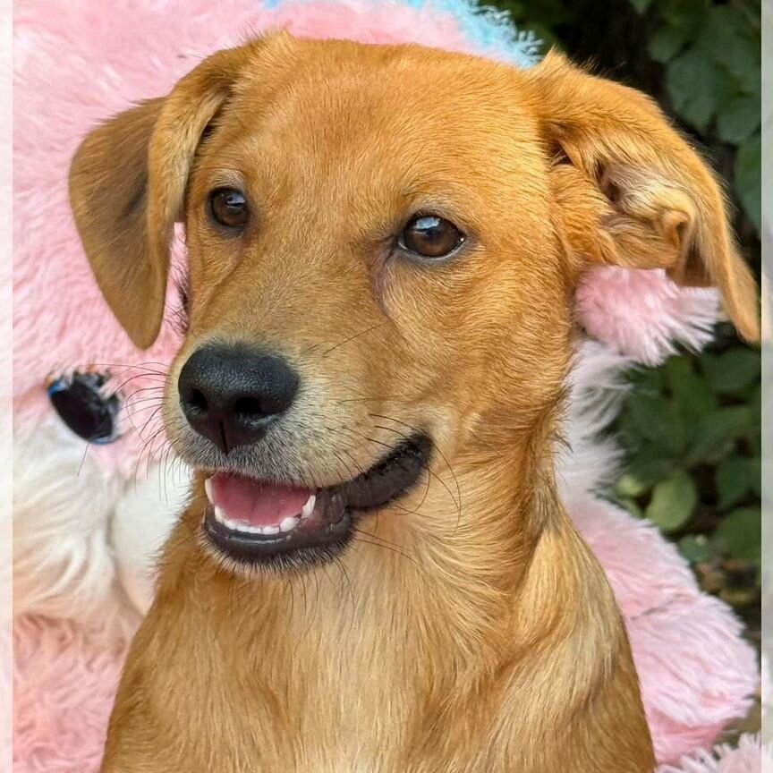 Щенок в добрые руки