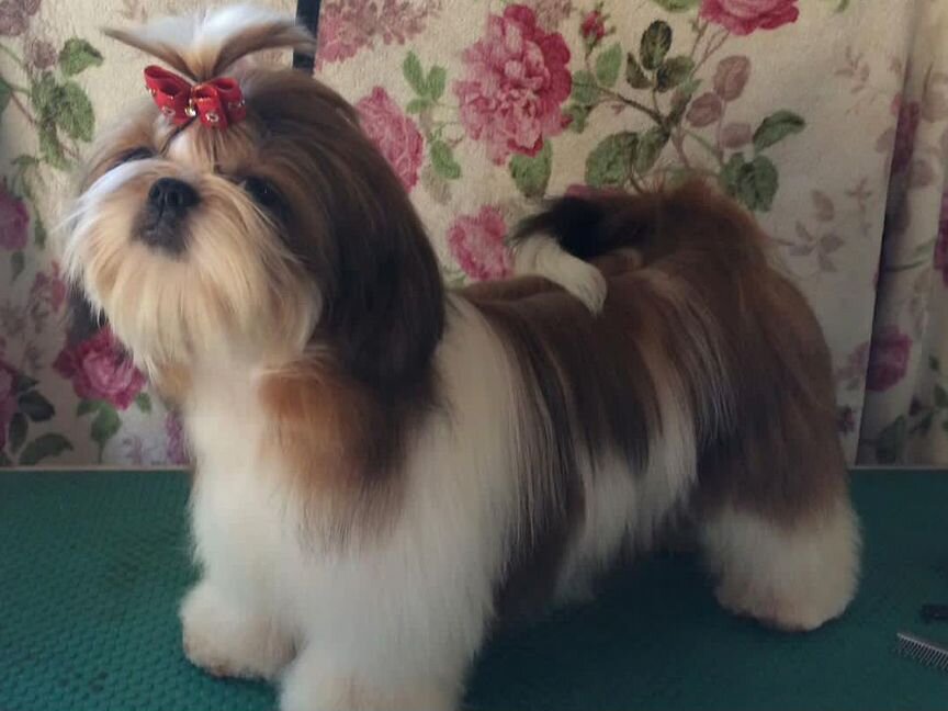 Щенки ши-тцу