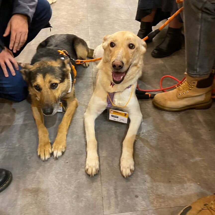 Элегантная юная леди в счастливую семью