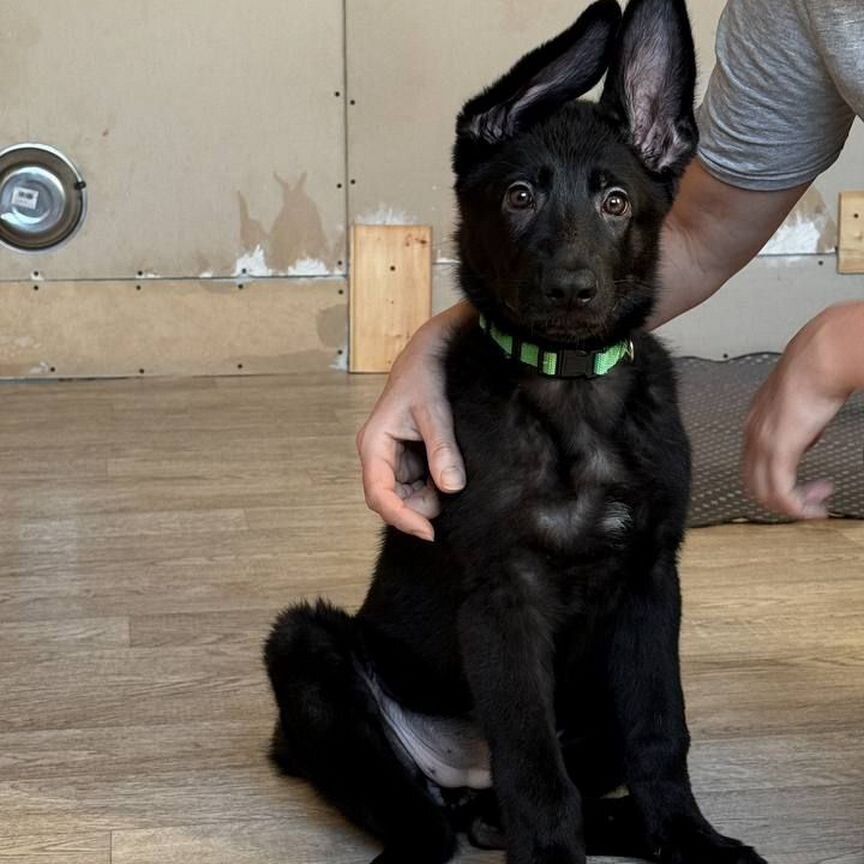 Немецкая овчарка, щенок