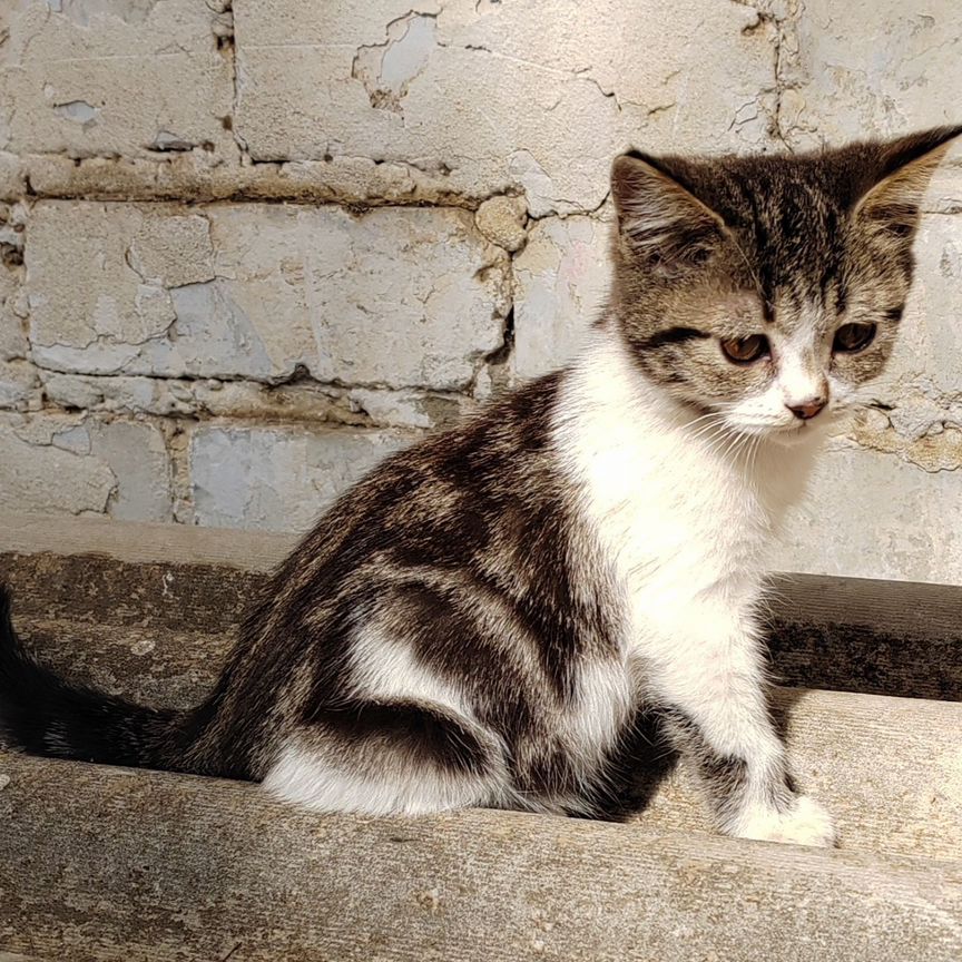 Котятки в добрые руки