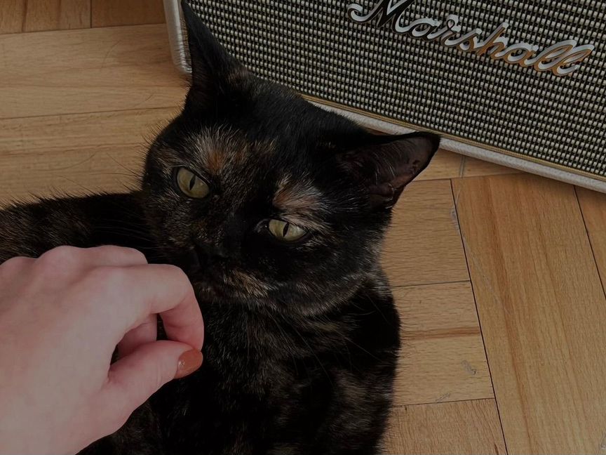 Кошка на передержку