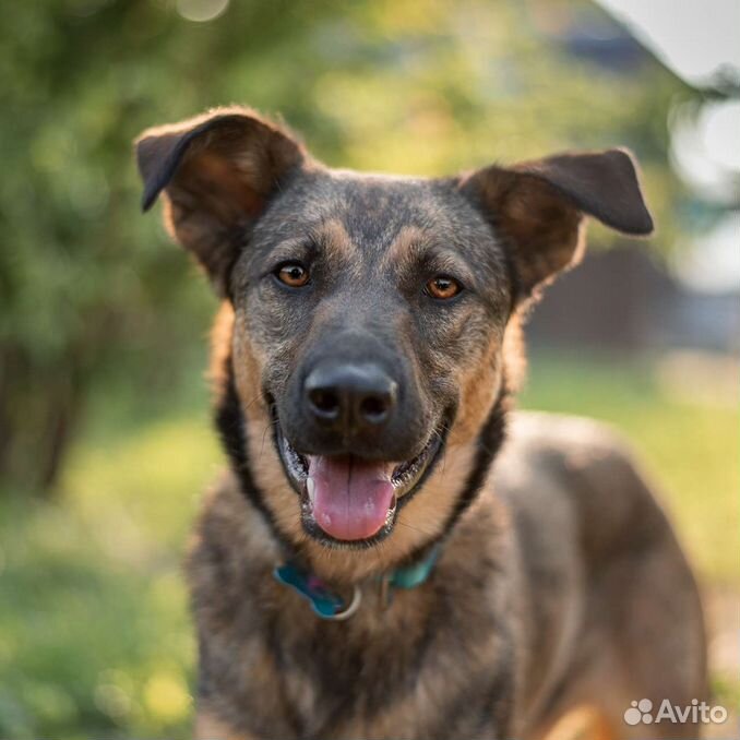 Луиза в добрые руки