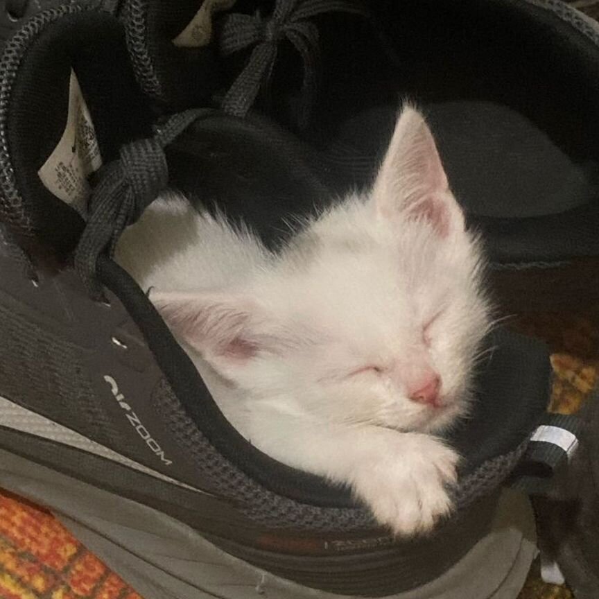 Котёнок в добрые руки