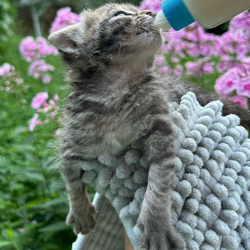 Котенок девочка в добрые руки