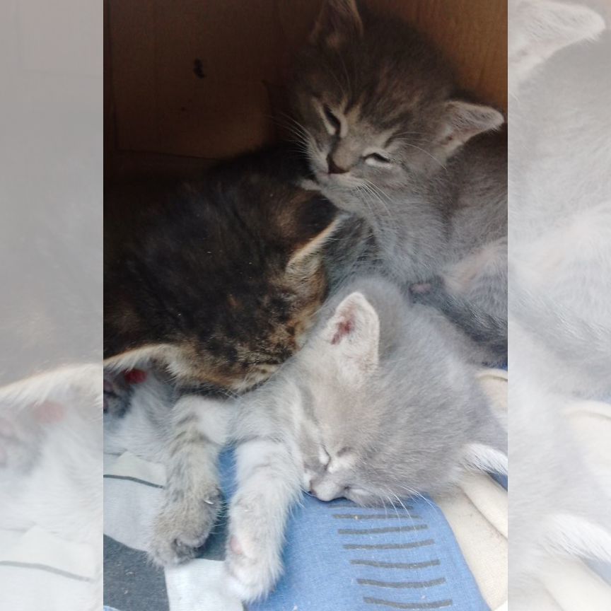 Отдам котят в добрые руки