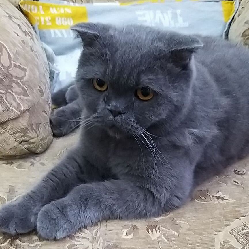 Британский короткошёрстный кот, взрослый