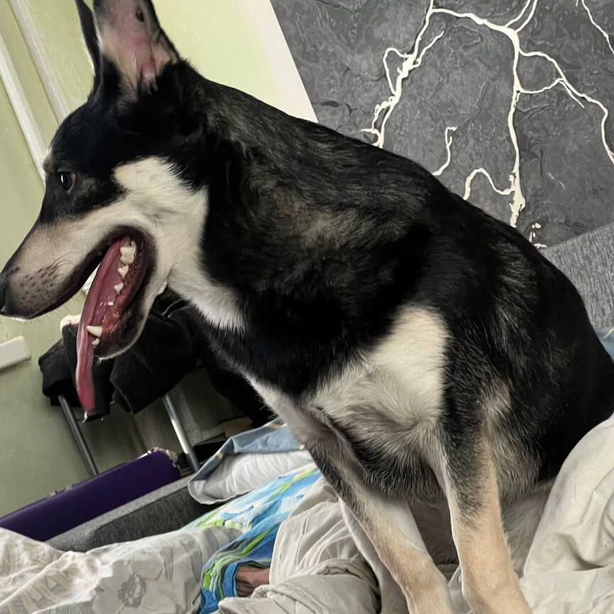 Щенок в добрые руки