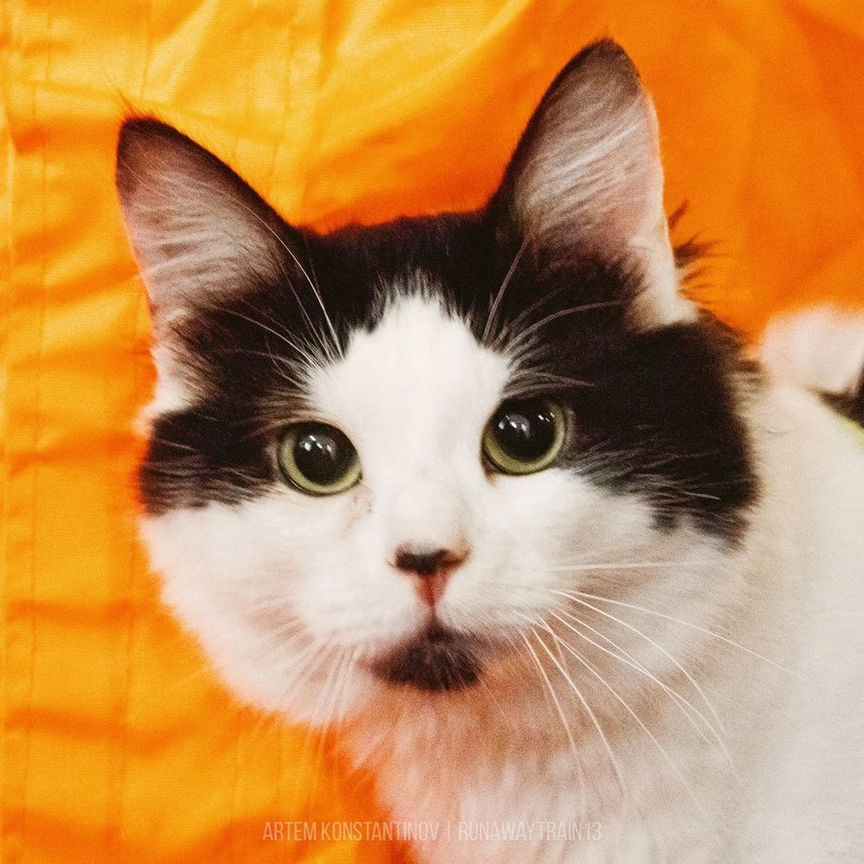 Малыш ищет дом