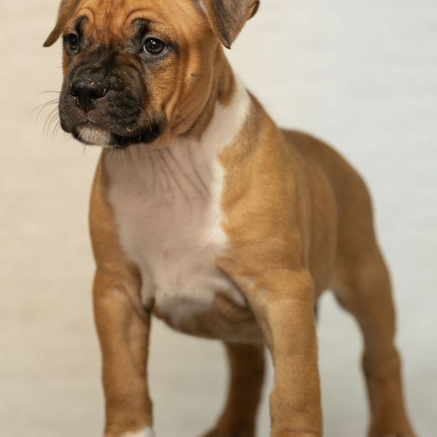 Щенок американского стаффордирского терьера