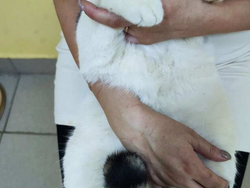 Котик в самом расцвете сил