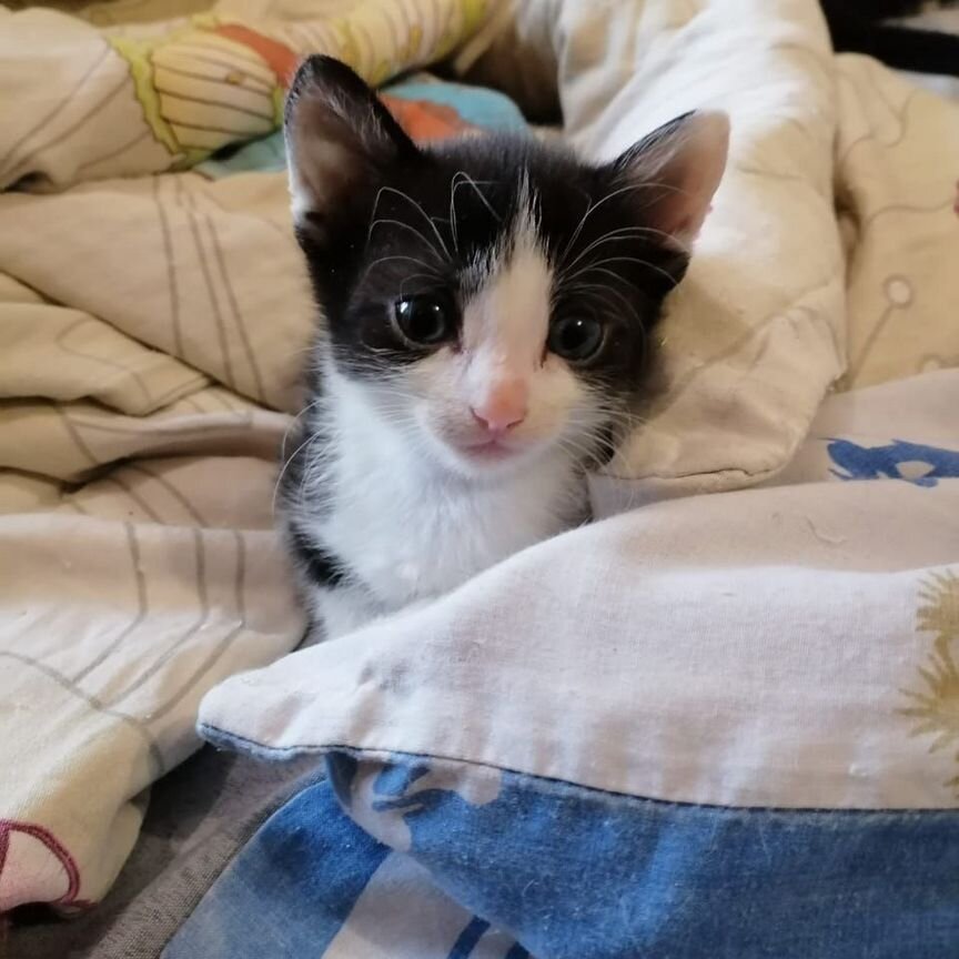 Котята в добрые руки бесплатно