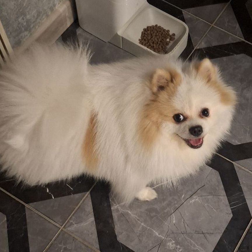 Белый померанский шпиц