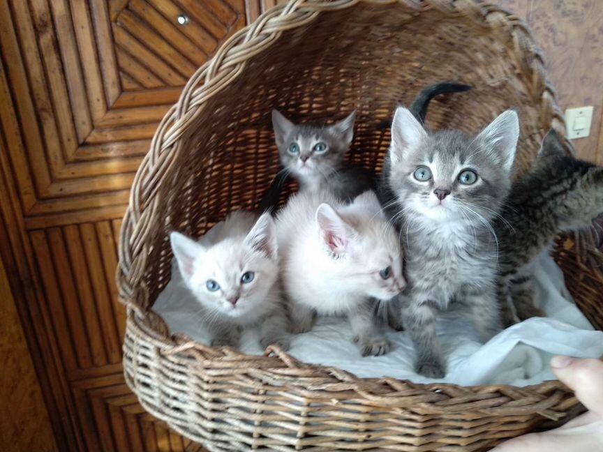 Кошки в добрые руки породистые
