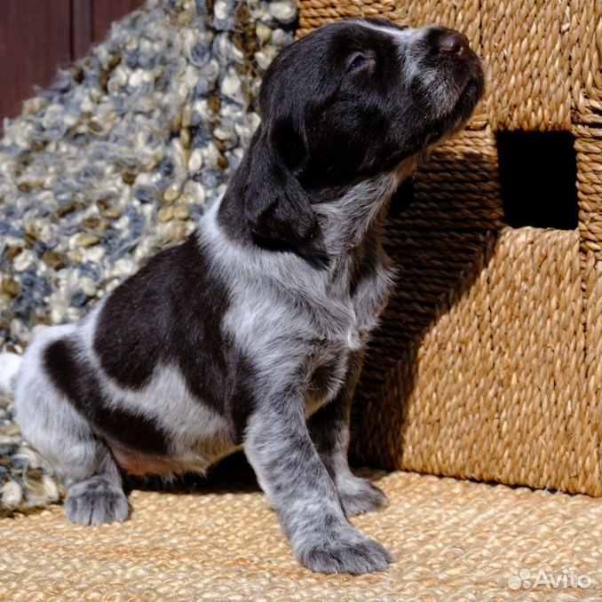 Щенки дратхара продажа